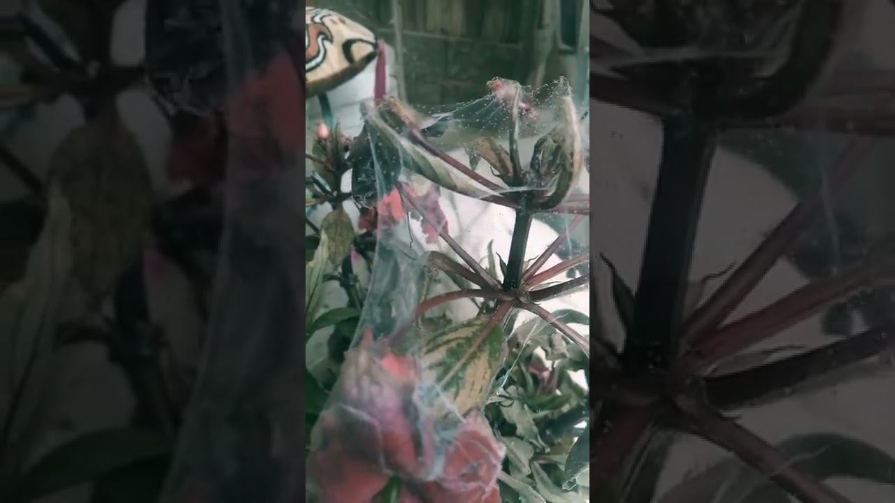 цветочный клещ