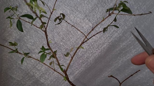 Вариегатный крупнолистный 9