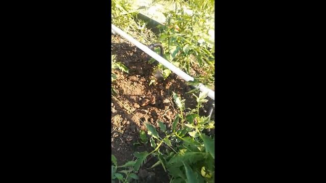 Корневой полив. Второй год. На всю грядку