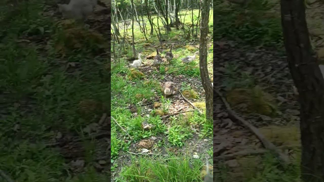 ГУСИ НА ВОДОПОЕ #инкубация #animals #яйца #животные #гектар  #duck #гусь #вода #водопой #козёл #кот