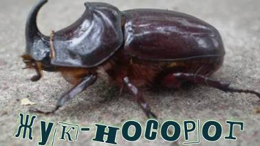 Жук-носорог