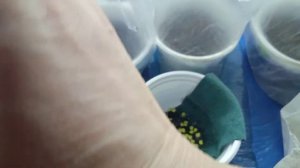 Проращиваем перец🌶️🌶️🌶️🌶️🌶️🌶️🌶️🌶️ перед посевом