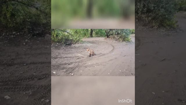 Встреча с лисёнком