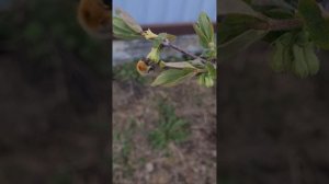 Шмель за работой