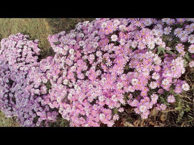 Многолетняя АСТРА, формировка