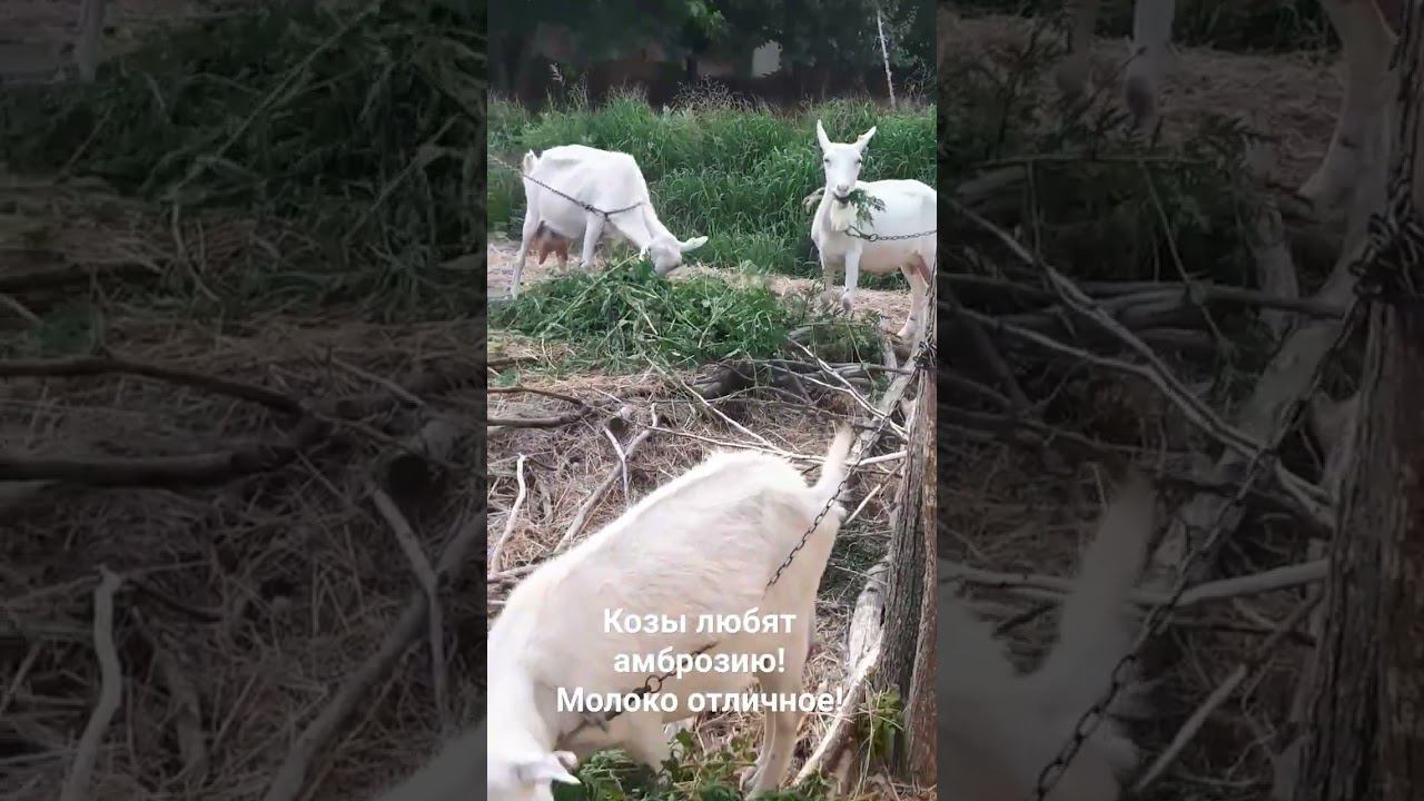 Козы любят амброзию! Молоко отличное!