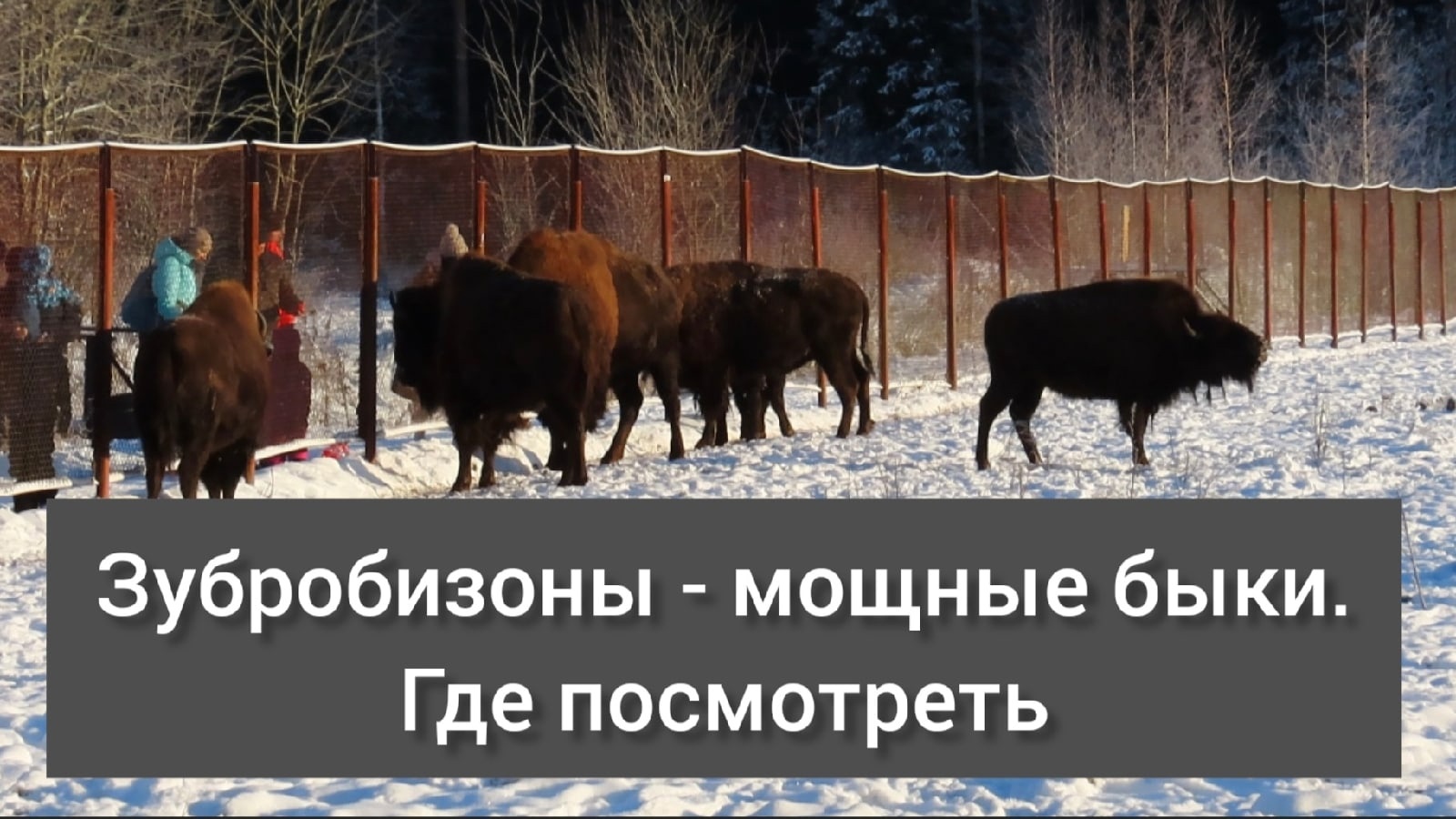 Зубробизоны - мощные быки. Где можно посмотреть