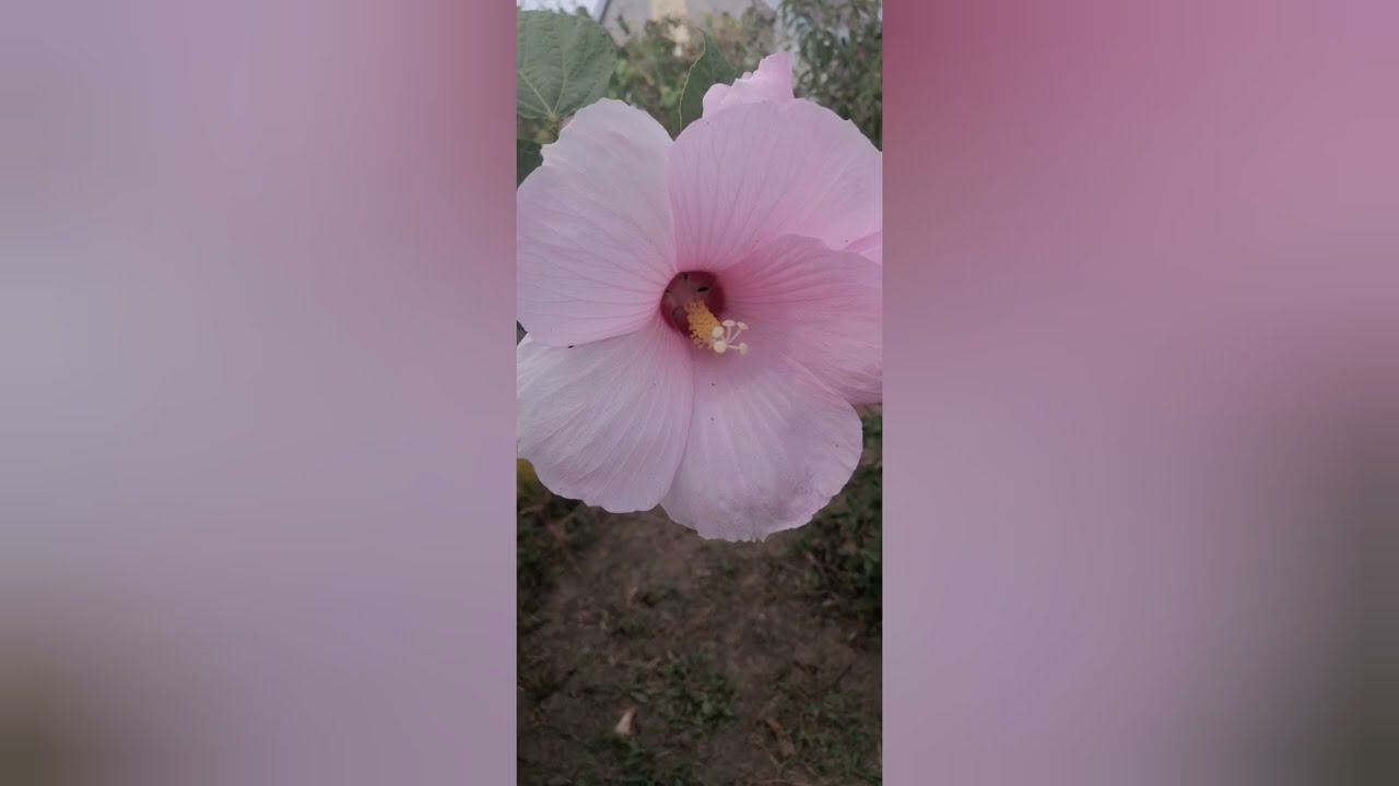 Зачем нормировать гибискус травянистый