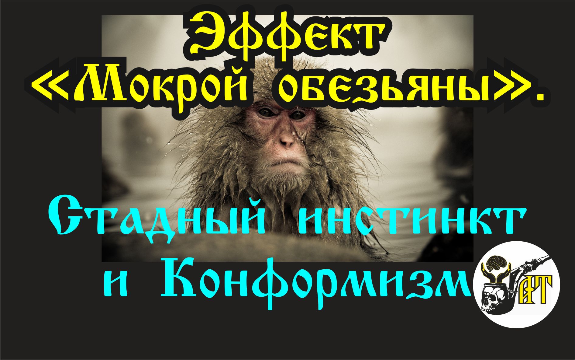 Эффект мокрой обезьяны. О выгодах нонконформизма.mp4