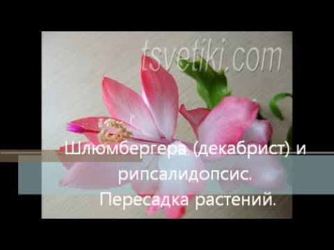 Пересадка шлюмбергеры (декабриста) и рипсалидопсиса.
