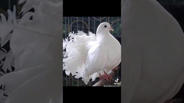 86e3408ad8d3898c9d4d04e2e1d0bb09.mp4
