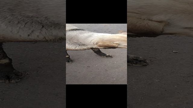 Собака ест пряники shorts