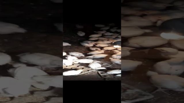 Карточка видео