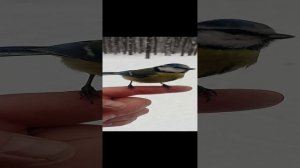 Уговорил синицу сесть на палец