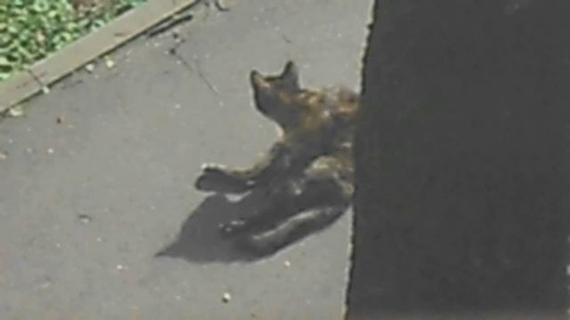 Без звука. Кошка гостей намывает 48558484.DSCN5585