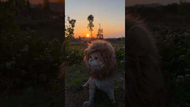 Король лев 
Маленькая киса