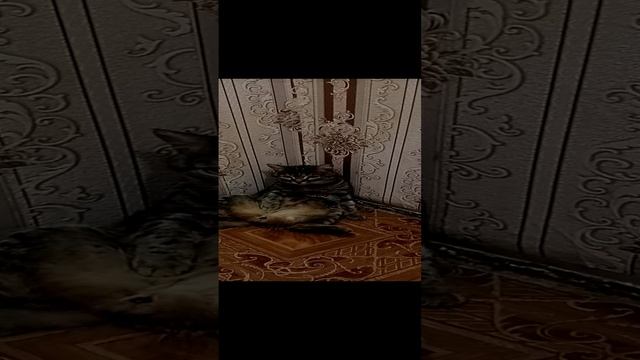 Кот балдежник