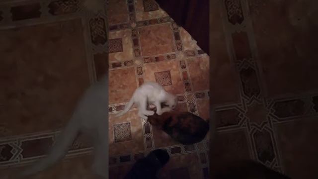 109 Моя кошечуа Василиса воспитывает и играет с приемным котенком..
