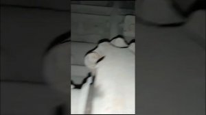 замена подшипника правого привода мазда3