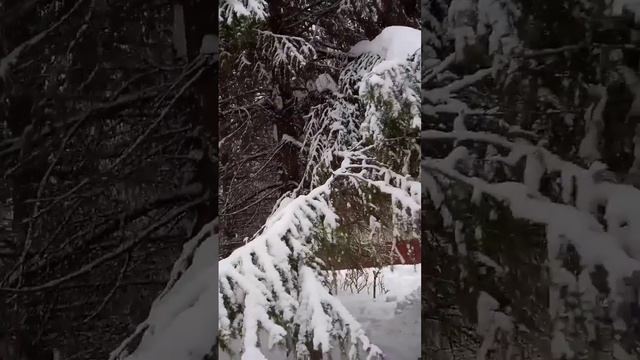 Природа рядом 2