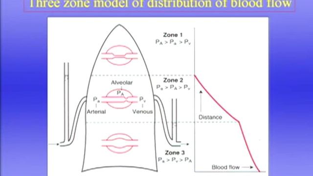 6_Pulmonary Blood Flow