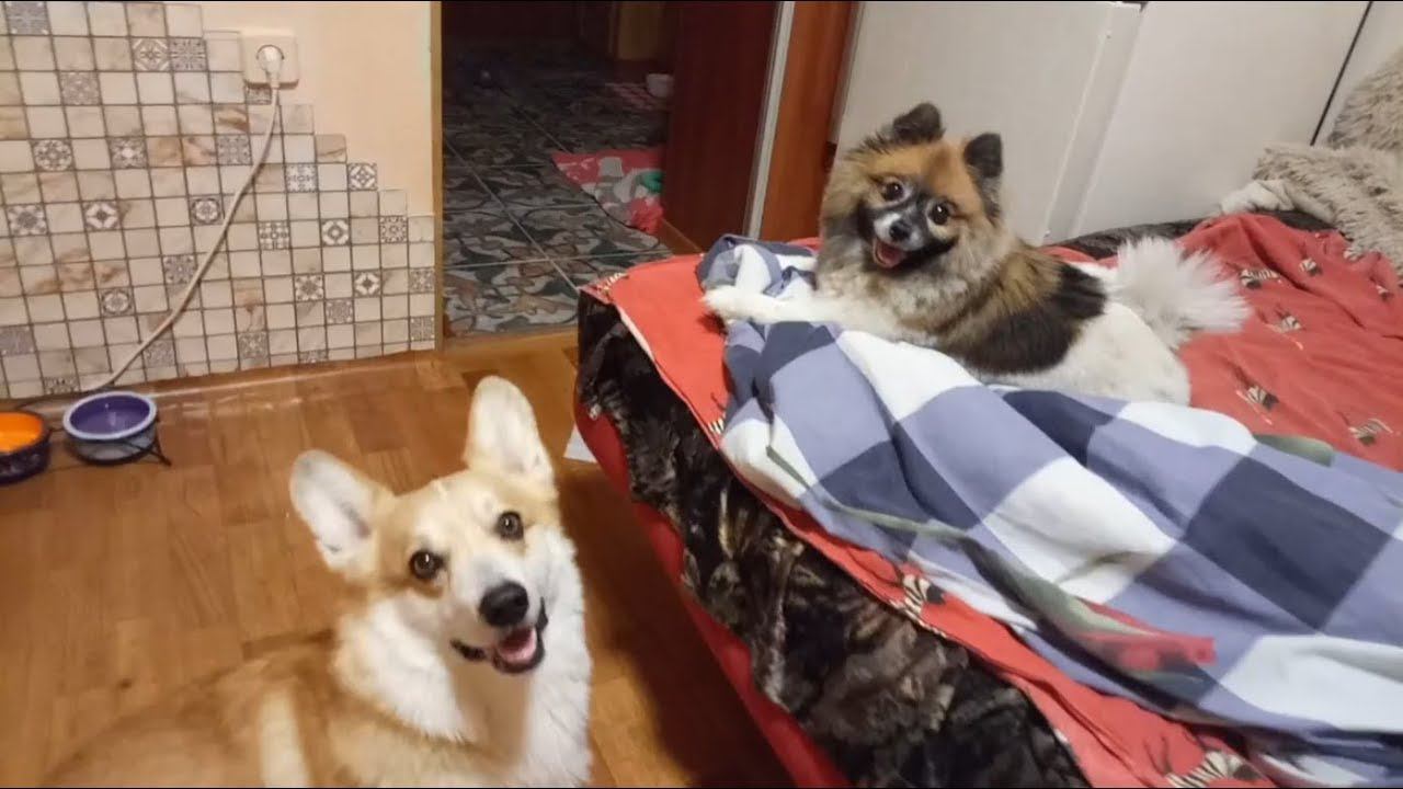 Джоли троллит Лимона, а Лимон - меня. Корги и Шпиц. Наша веселая компашка перед сном
