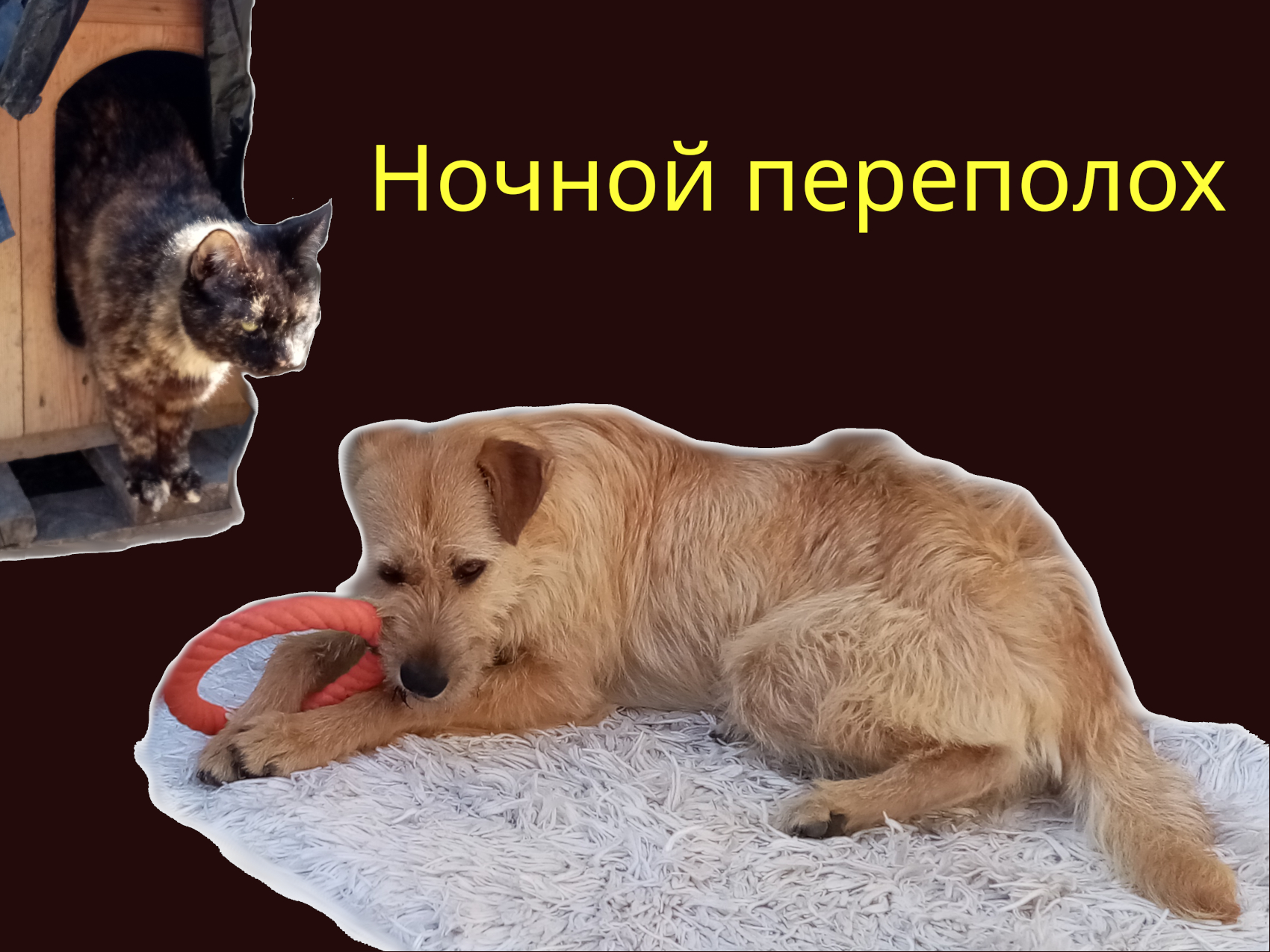 Ночной переполох.mp4