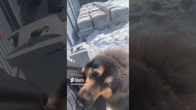 Собаки Банхары неделю не видели хозяина #shorts, #банхар, #алабаи, #волкодав