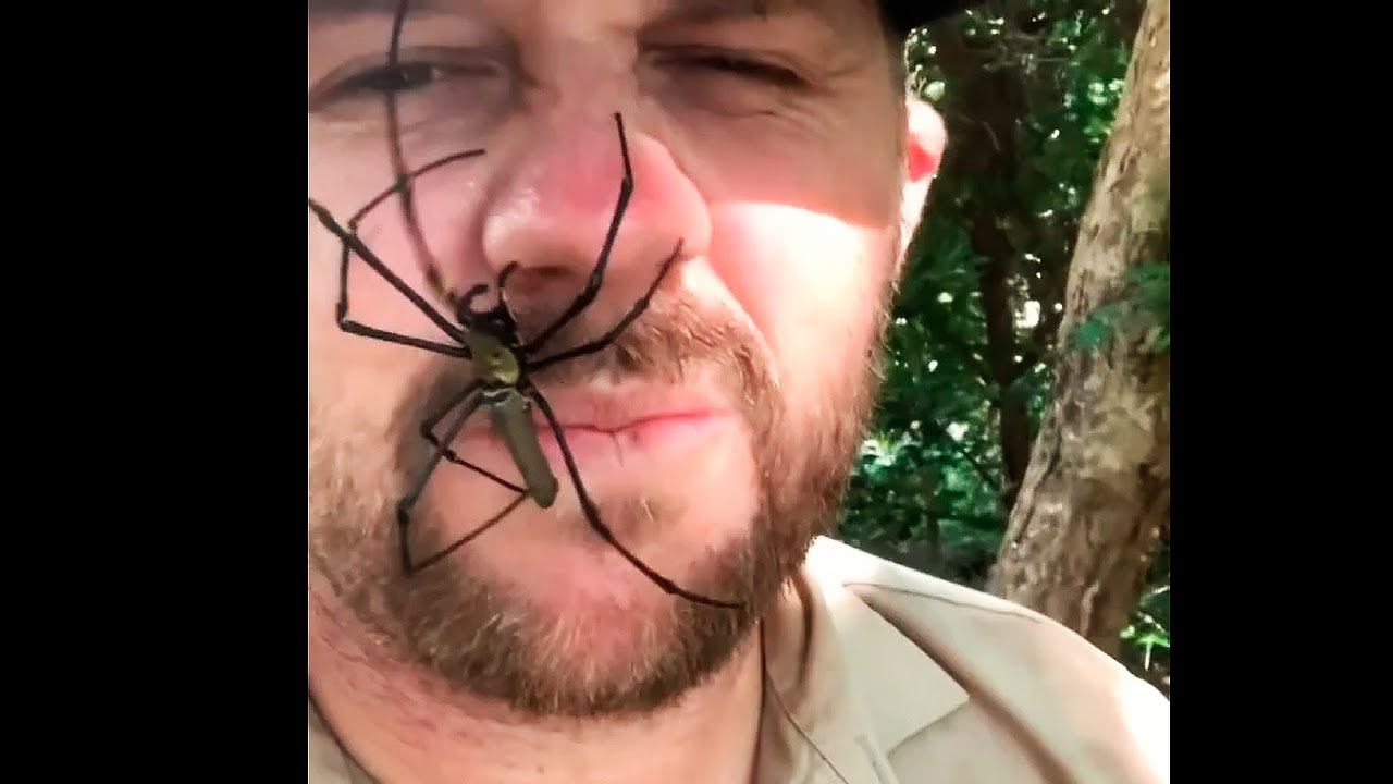 Нашествие пауков 5. Подборка