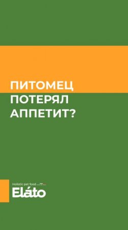Почему кошка или собака не ест?