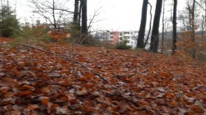 Серебро На Фото , Находки из Леса.