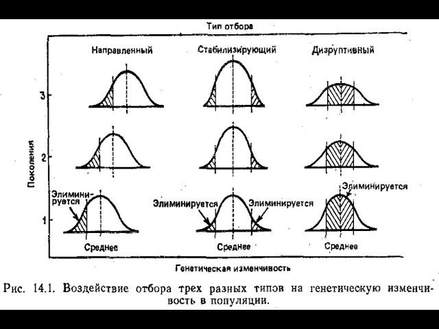 Глава 14. Типы индивидуального отбора