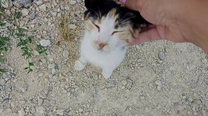 Куда делись котята кошки по имени "Мать"?