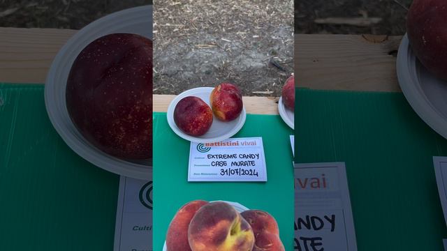 Обзор Персиков и нектаринов. Часть 1