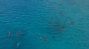 #music #relaxation #meditation positive music sea dwellerпозитивна музыка морскиє житель