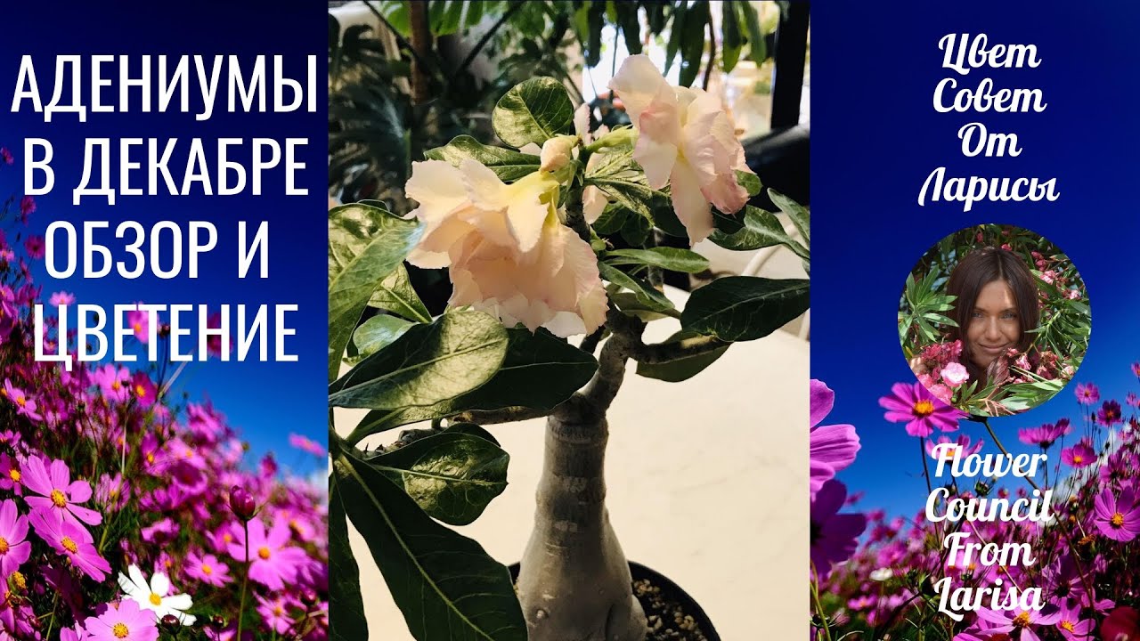 АДЕНИУМЫ В ДЕКАБРЕ ОБЗОР И ЦВЕТЕНИЕ 21.12.2019