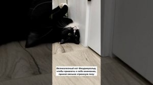 Великолепный кот Фицджеральд, чтобы привлечь к себе внимание, принял весьма странную позу