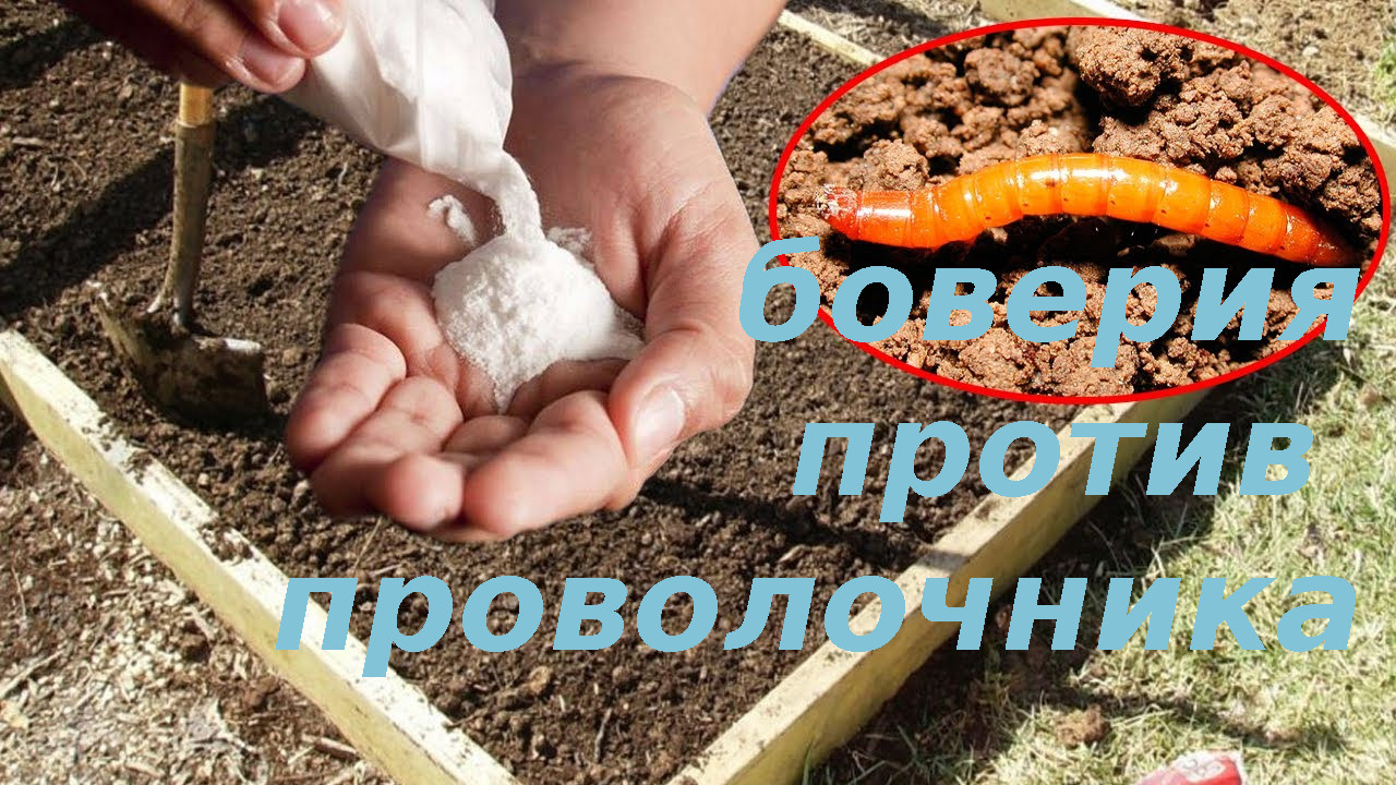 Боверия бассиана смотреть онлайн видео от Сельский Агроном в хорошем ...