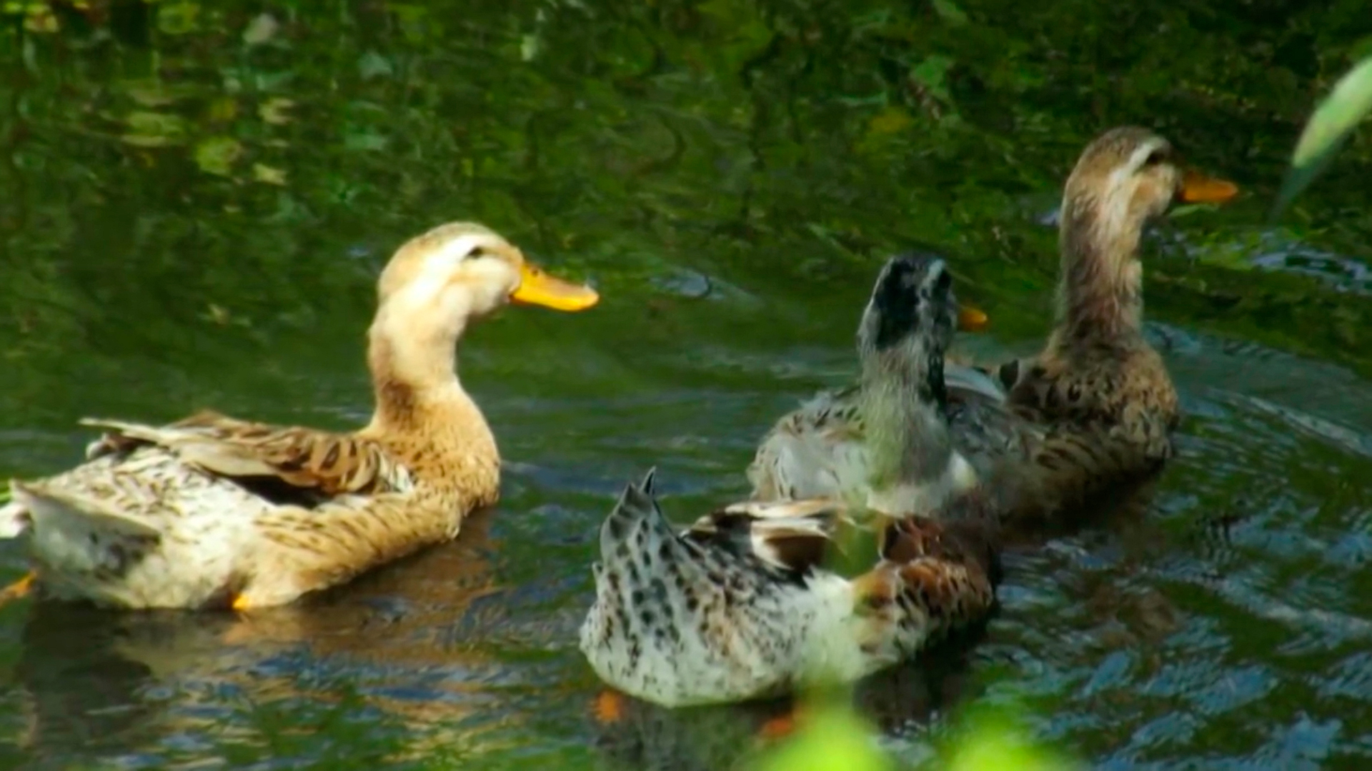 Деревня Молчаново Саратовская область  (бывший колхоз - Рассвет)я мне деревня.mp4