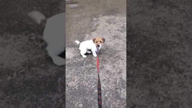 Первая прогулка маленькой Ириски #dog #джекрасселтерьер #джекрассел #щенок #jackrussell