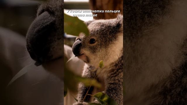 🐨🐨🐨