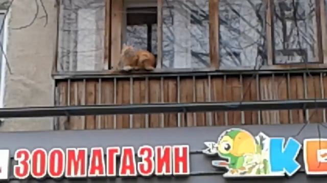 Кот охраняет  зоомагазина