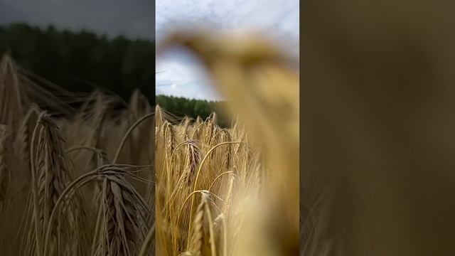 Золотые волны: Оцените безмятежную красоту бескрайнего пшеничного поля