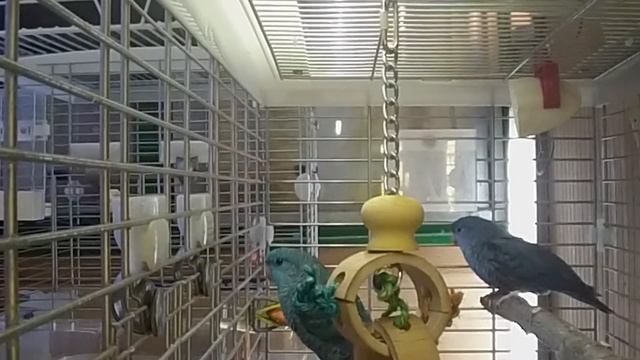 Моя первая пара попугаев Катерины (Bolborhynchus lineola)