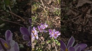 ПЕРВЫЕ ВЕСЕННИЕ ЦВЕТОЧКИ! THE FIRST SPRING FLOWERS