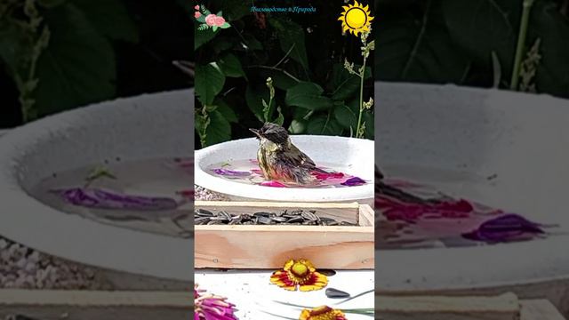 Синичка купается