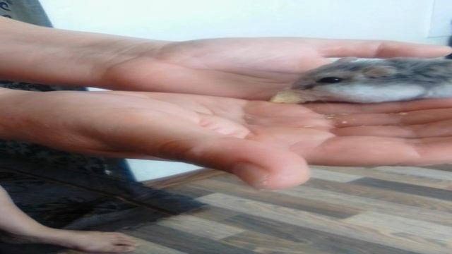 Хомячек аппетитно  набивает щеки
