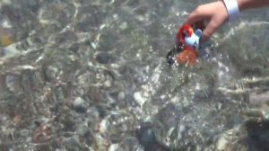 Радуга приехала на море