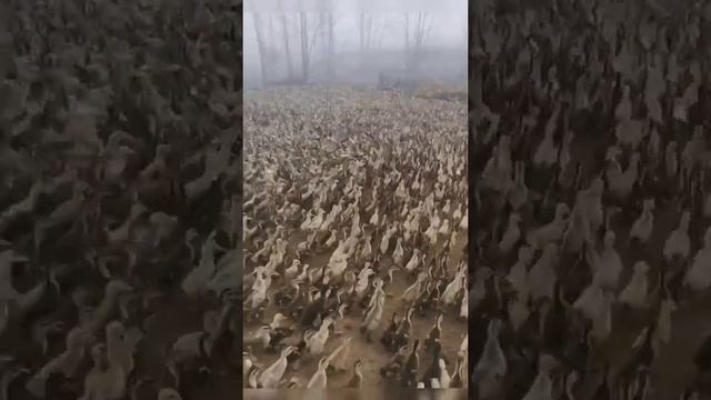 VID_20221223_223154_815.mp4