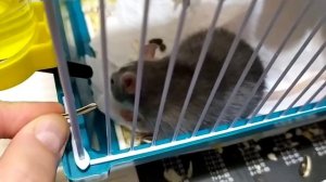 Завтрак для крысы. Лëля очень любит семечки.